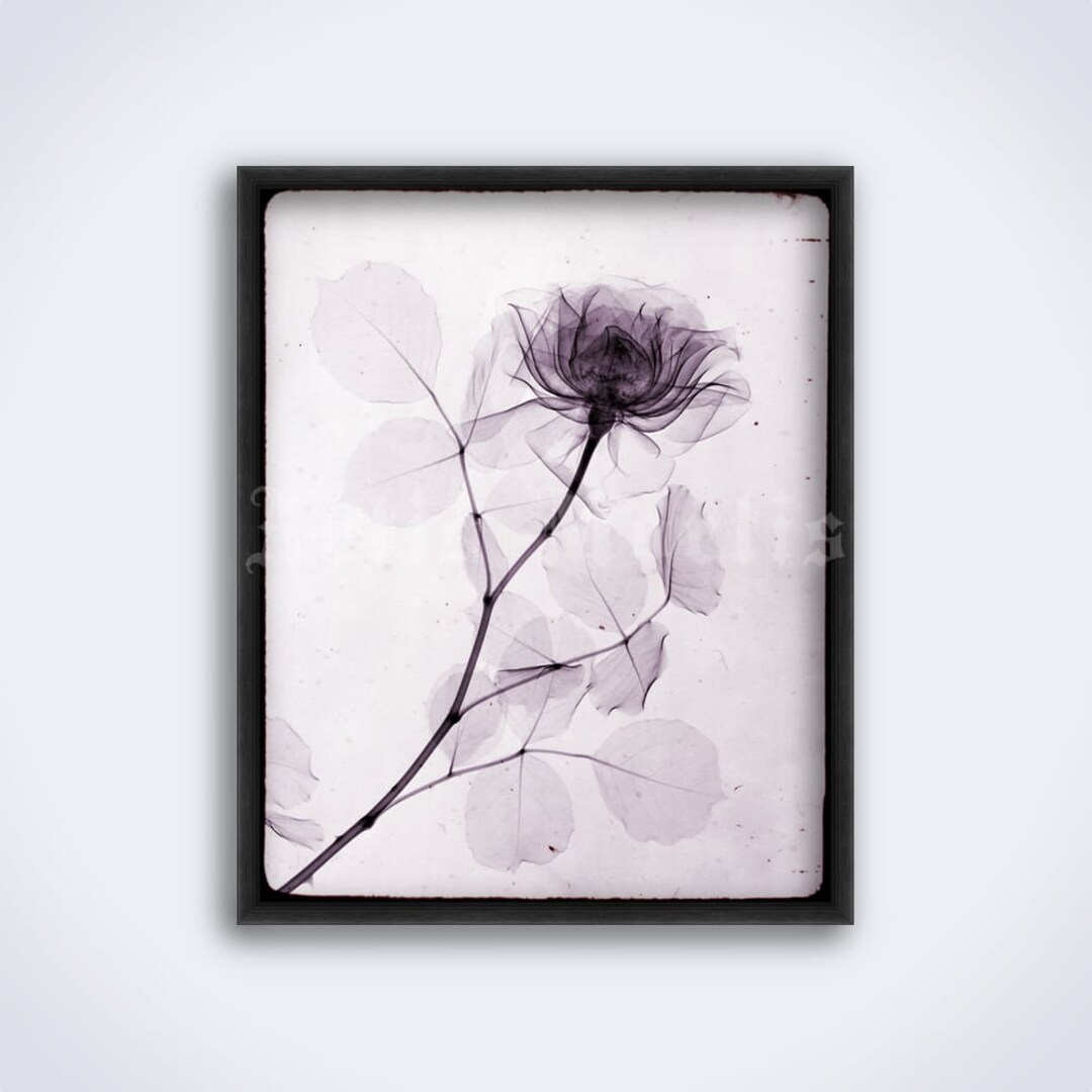 Rose Flower Vintage X-ray Photo by Rain L. Tasker, Botanical Art ...