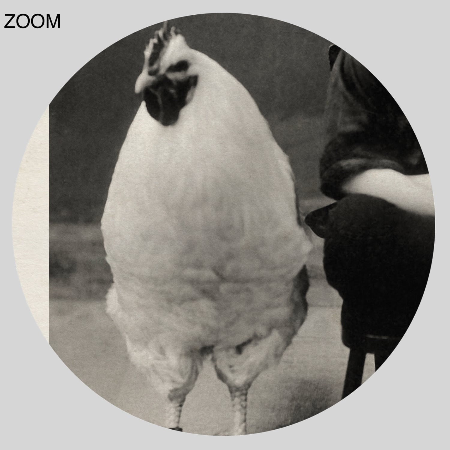 Smoking Boy With a Chicken Vintage Photo Kid Cigarette - Etsy UK