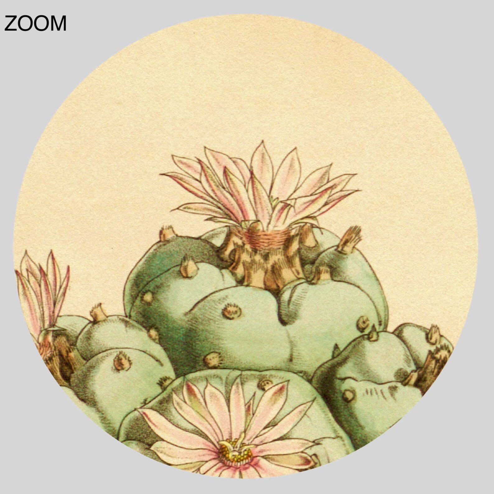 Peyote hallucinogenic cactus psychoactive cacti | Etsy