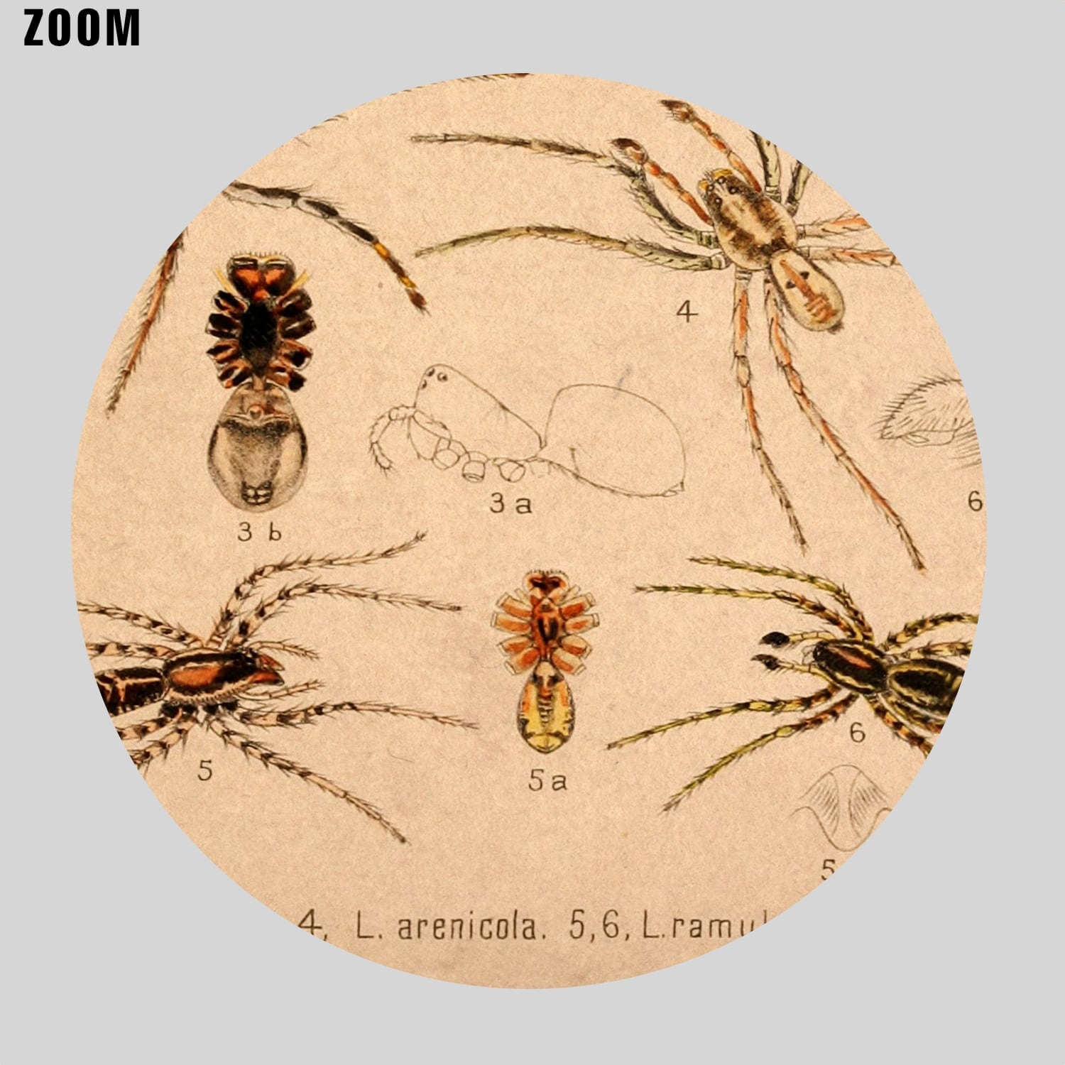 American Spiders Tab Vintage Natural History Illustration, Art, Print ...