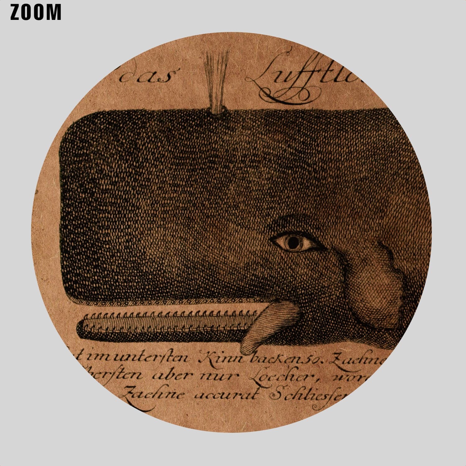Giant Whale - Medieval Bestiary, Sea Animal, Natural History Art, Print ...
