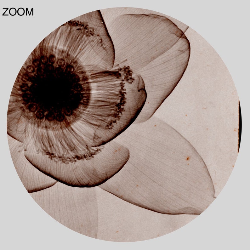 Lotus Flower Vintage X-ray Photo by Rain L. Tasker Botanical - Etsy