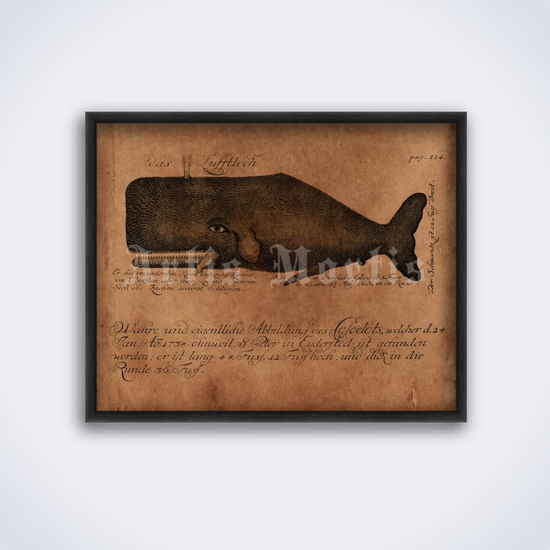 Giant Whale - Medieval Bestiary, Sea Animal, Natural History Art, Print ...