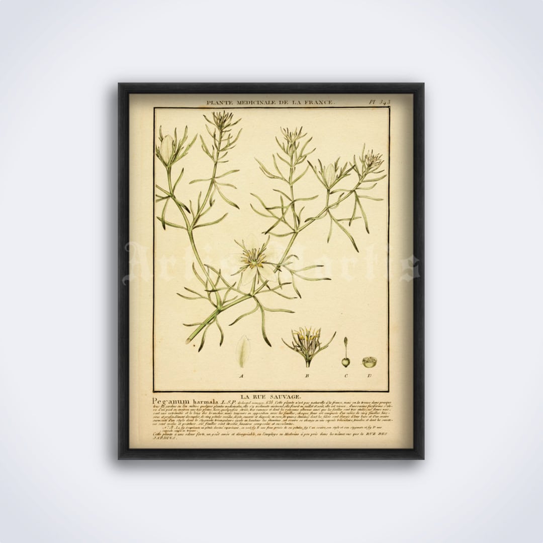 Syrian Rue Plant, Peganum Harmala Shamanic Psychoactive Herb, Ayahuasca ...