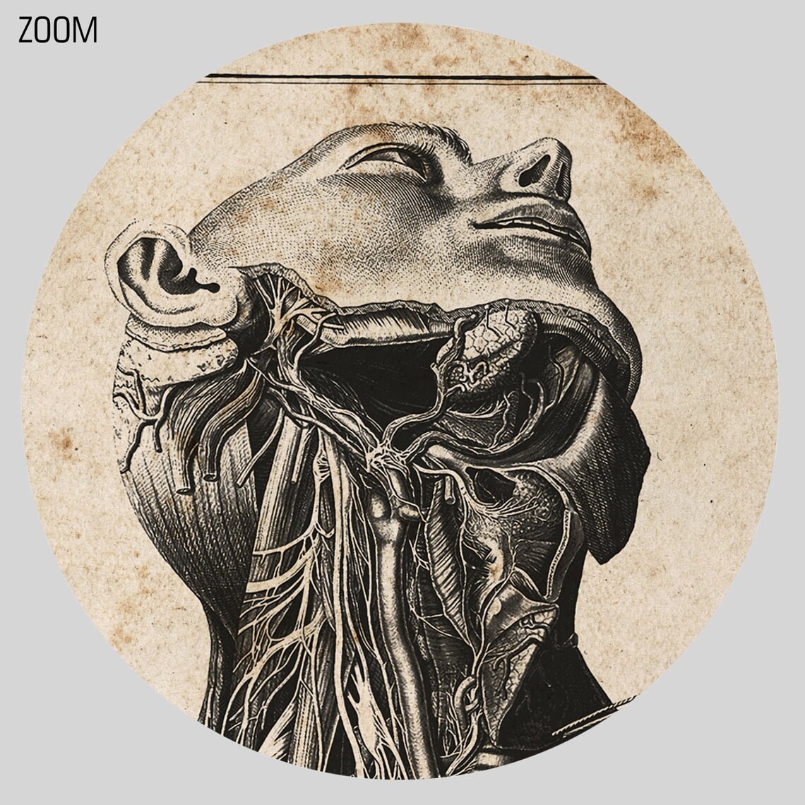 Neurology Human Body Dissection Anatomy Vintage Medical - Etsy