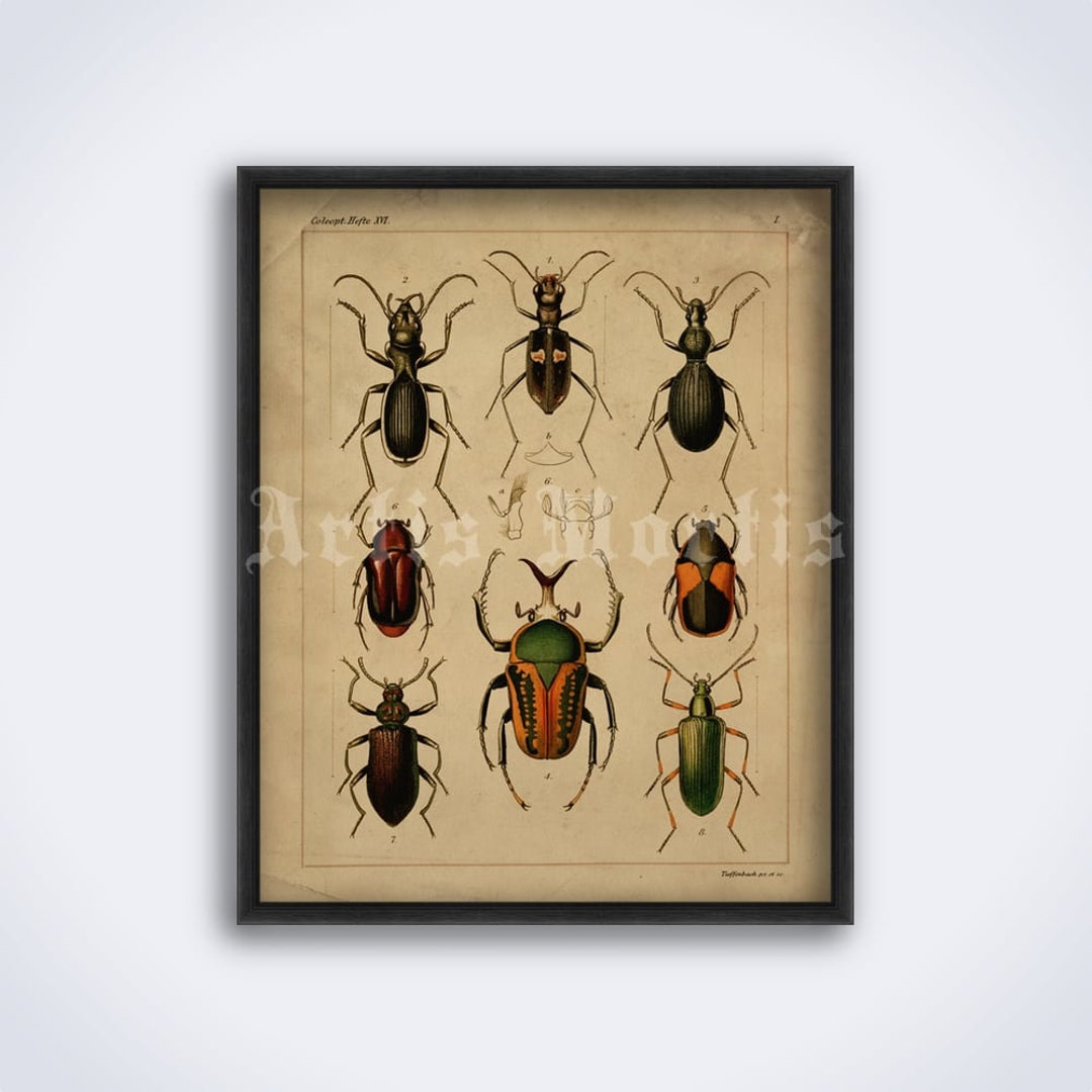 Insects, Beetles, Bugs Illustration – Entomology, Natural History Art ...
