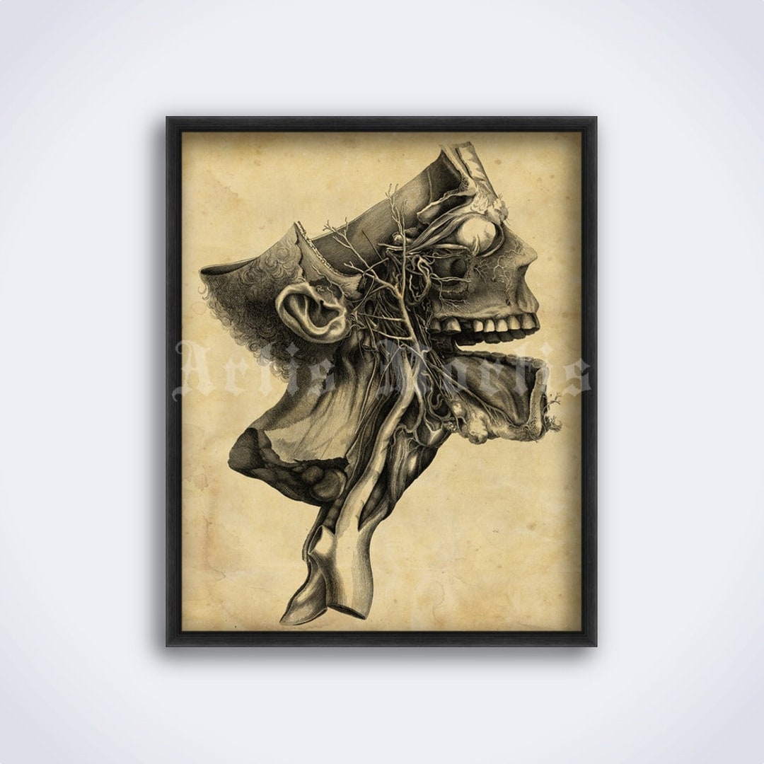 Human Skull Cross-section Antique Anatomy Illustration – Vintage ...