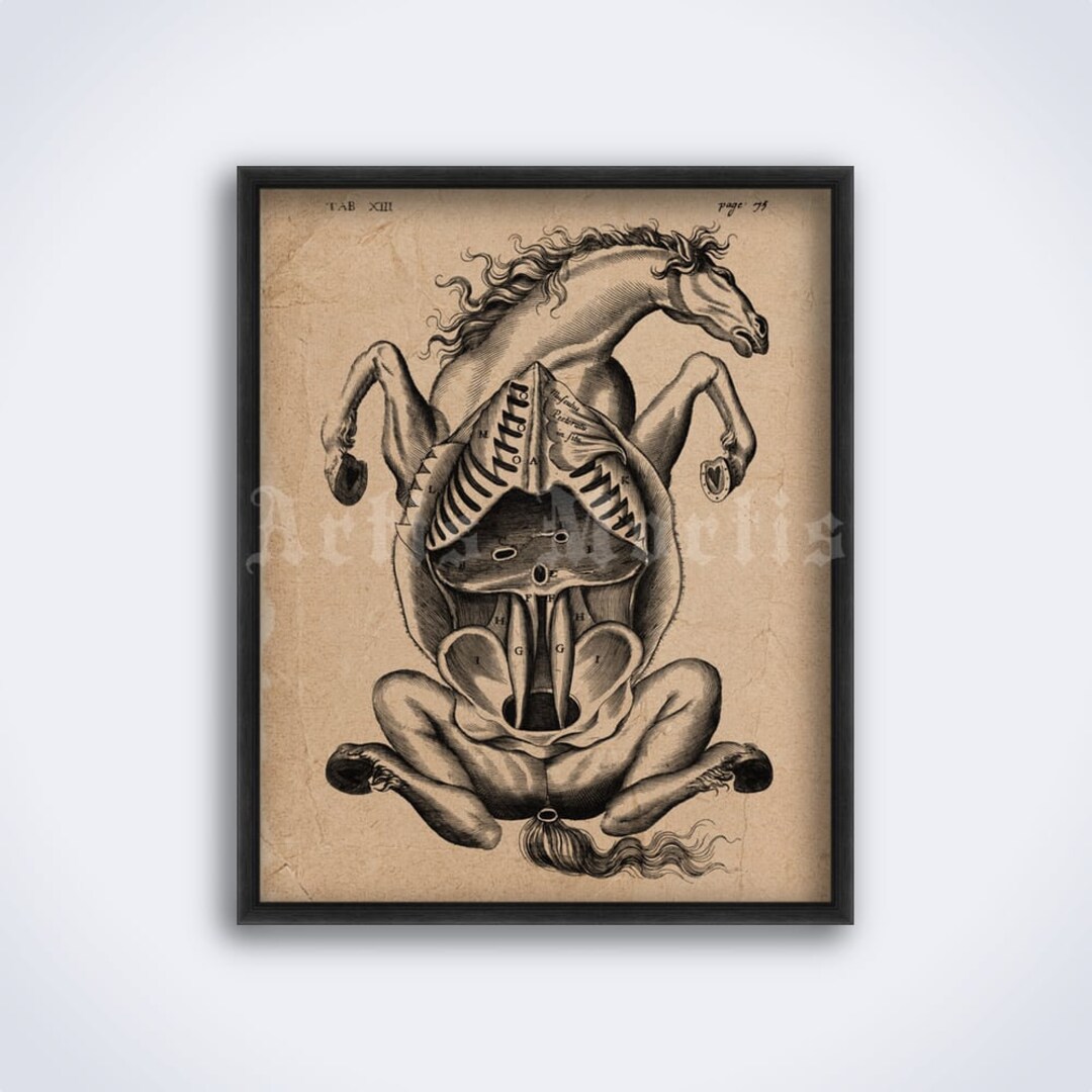 Anatomy of Horse, Dissected Horse, Ribs, Skeleton, Antique Zoology ...