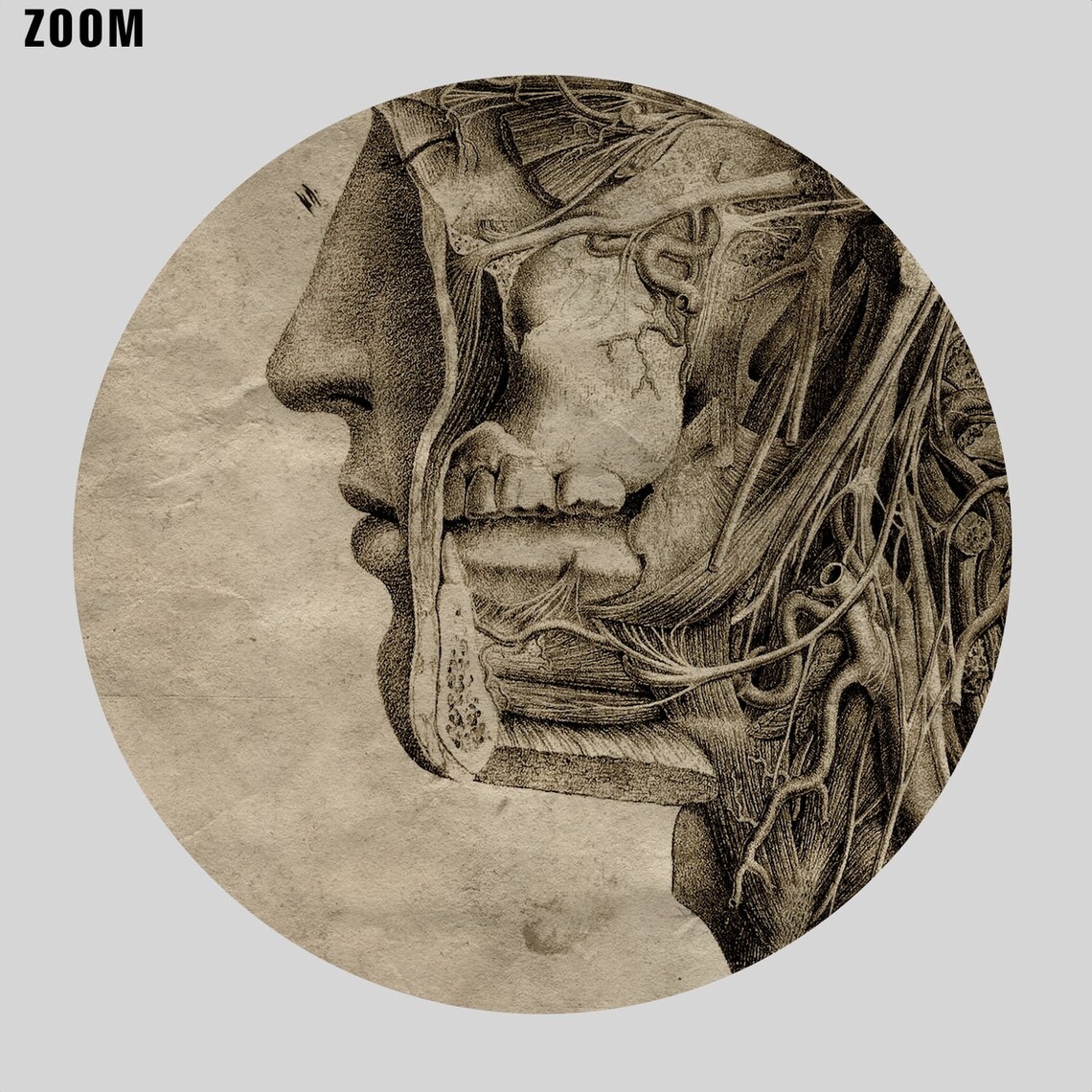 Human Brain Lateral Cross-section Anatomy Illustration | Etsy