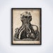 Neurology, Human Body Dissection, Anatomy Vintage Medical Art Print ...
