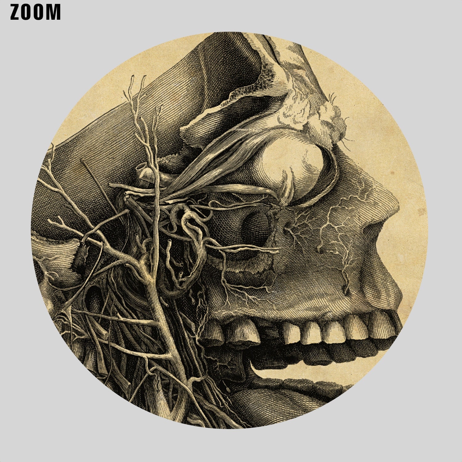 Human skull cross-section antique anatomy illustration | Etsy