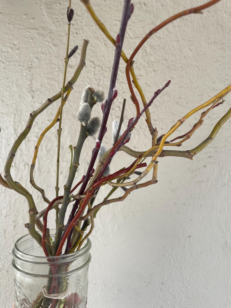 15 Willow Shrub/ Tree Unrooted Cuttings Atleast 5 Varieties - Etsy