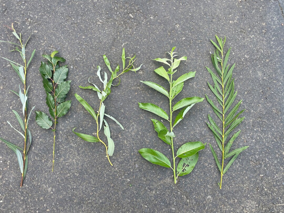 10 Willow Cuttings Five Varieties, Not Rooted - Etsy