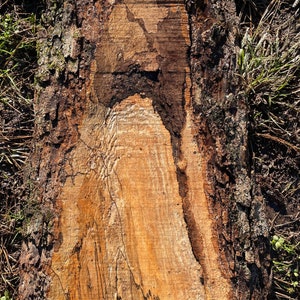 Spalted Maple Slab #1198 - Etsy