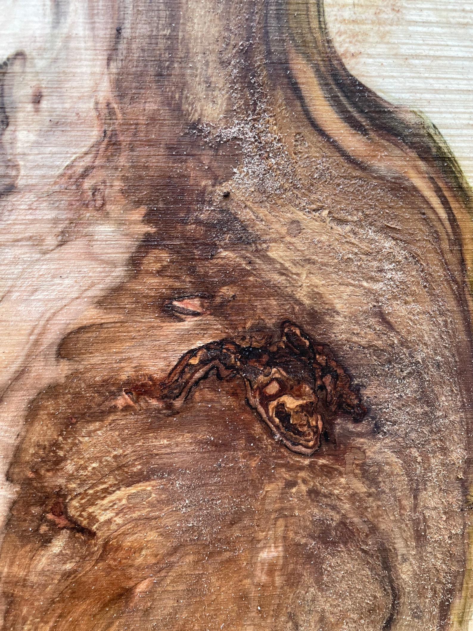 Ambrosia wormy Soft Maple Slab 1234 - Etsy