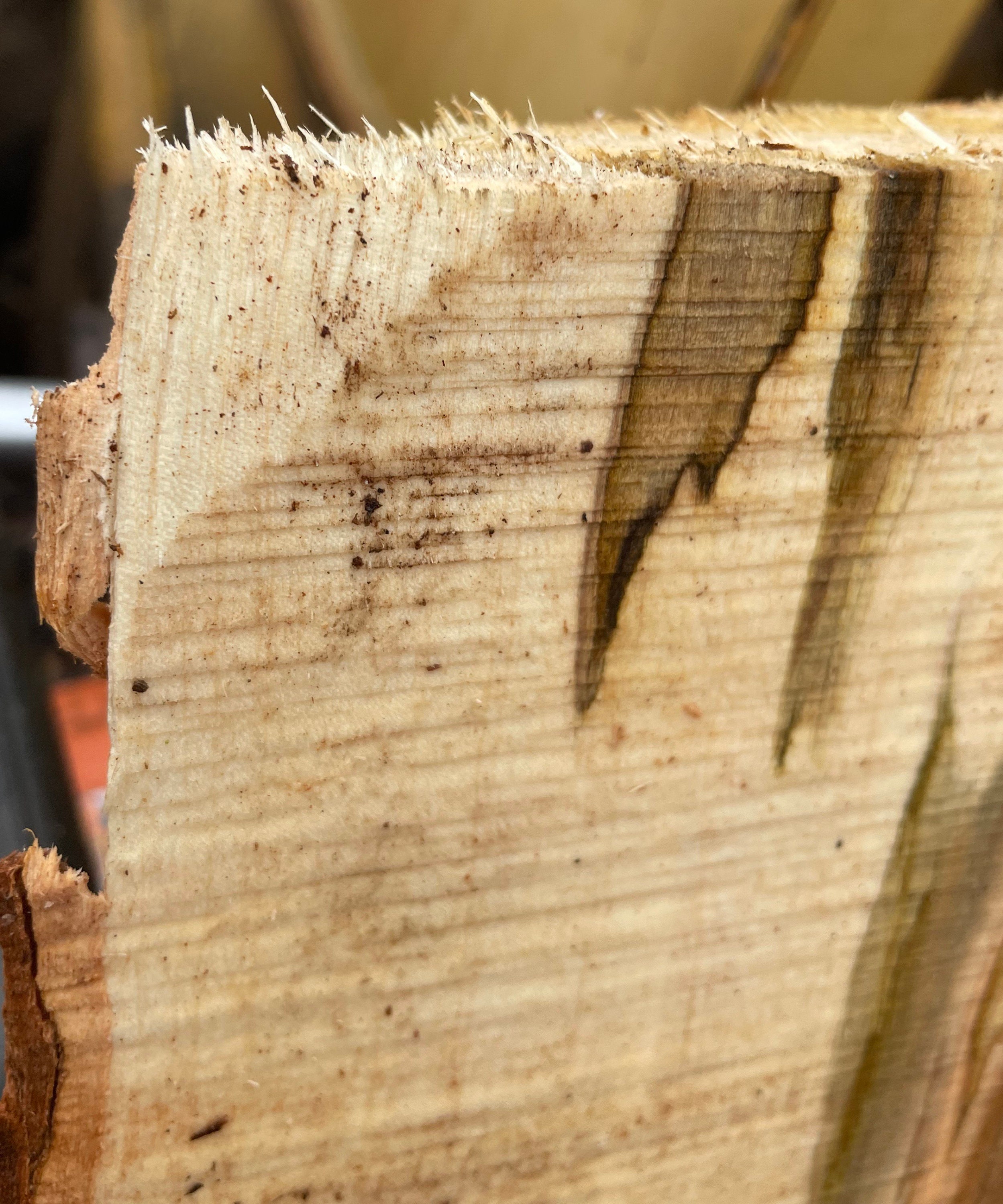 Ambrosia wormy Soft Maple Slab 1234 - Etsy