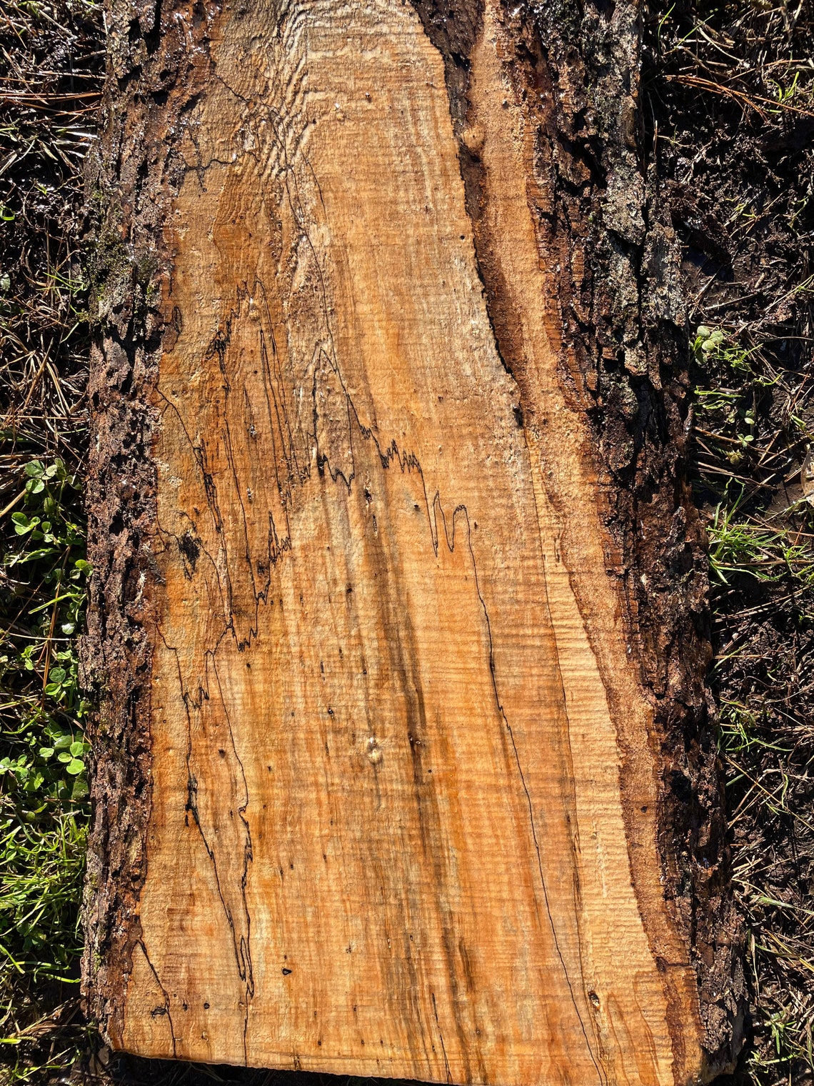 Spalted Maple Slab 1198 - Etsy
