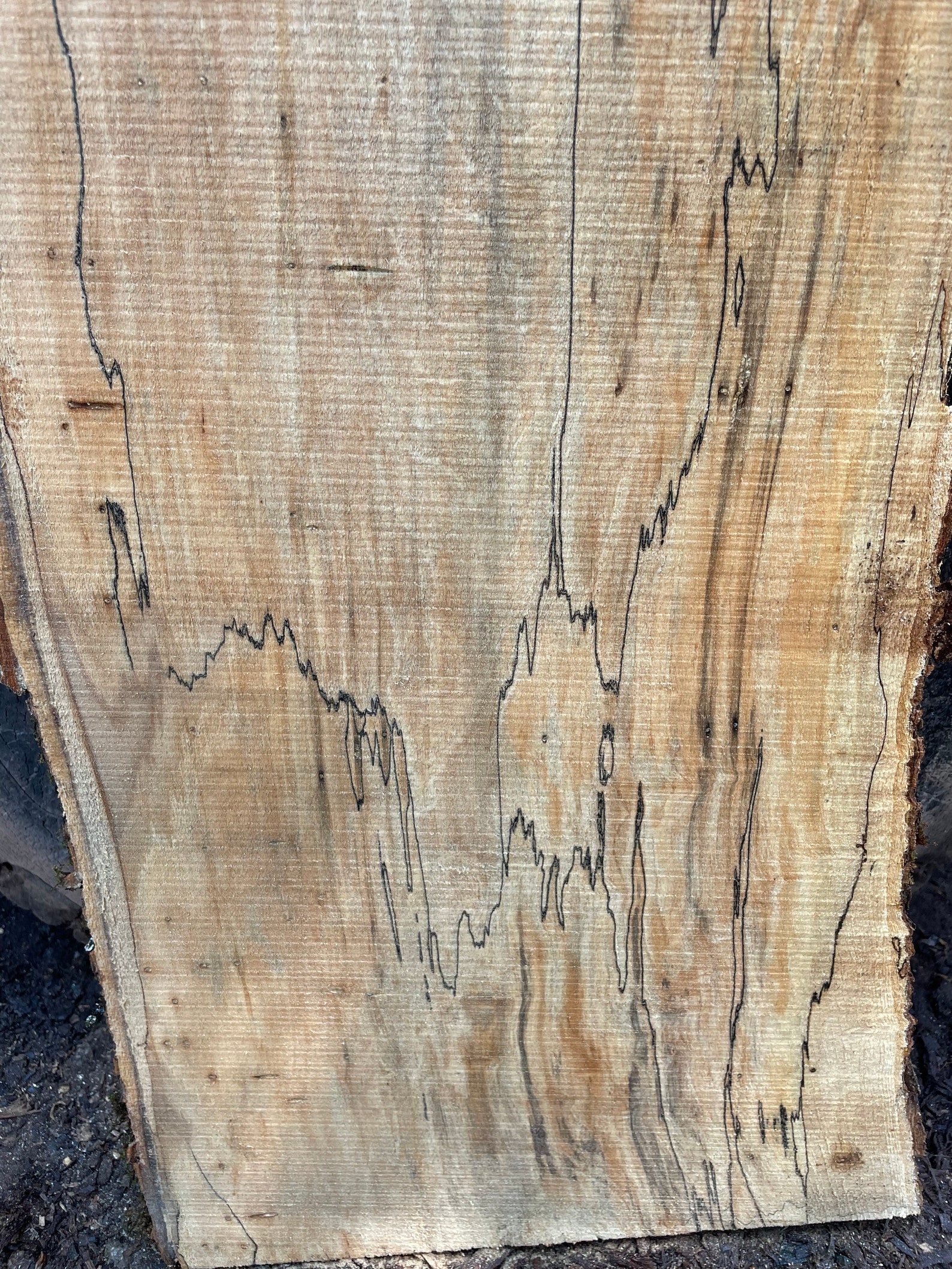 Spalted Maple Slab 1327 - Etsy