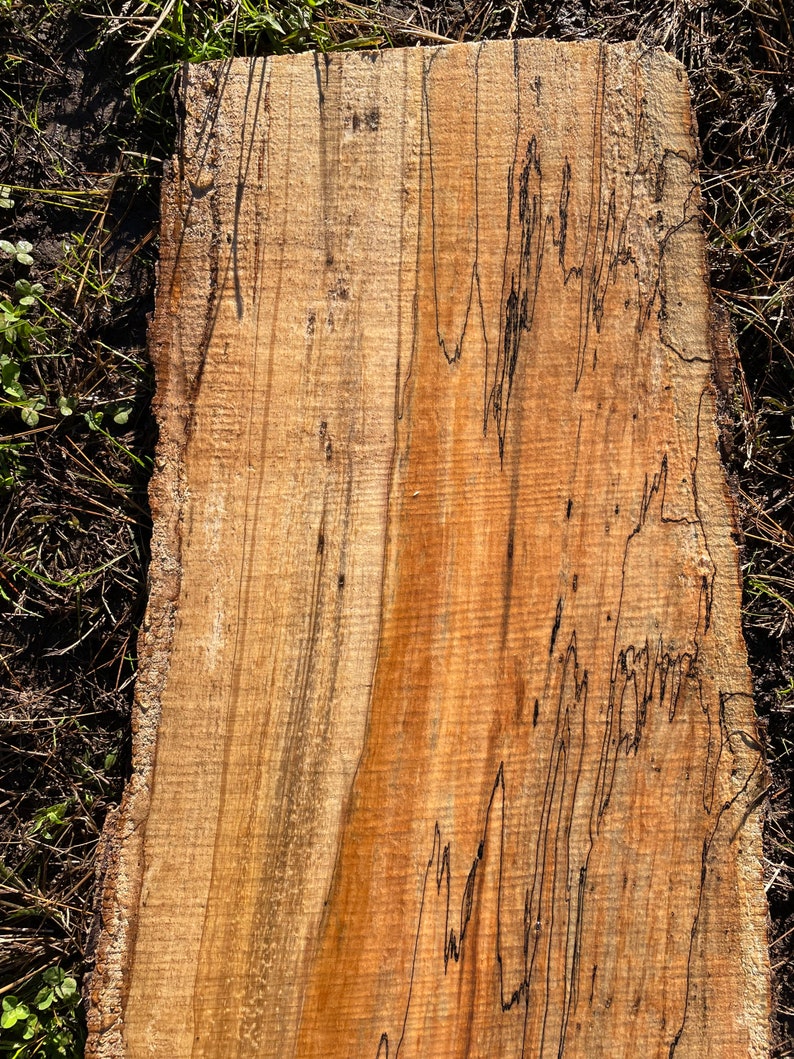 Spalted Maple Slab 1198 - Etsy