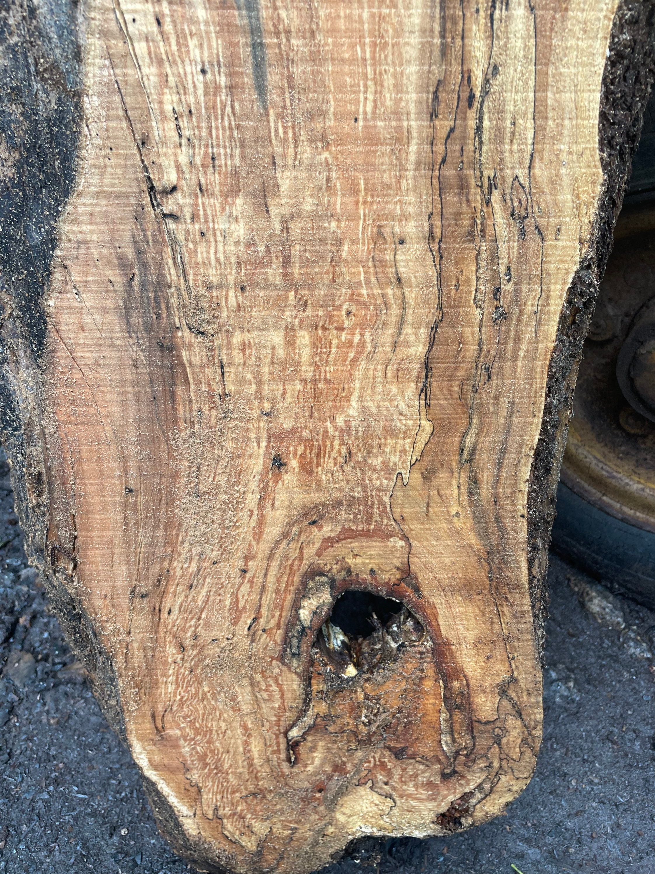Spalted Maple Slab 1364 - Etsy