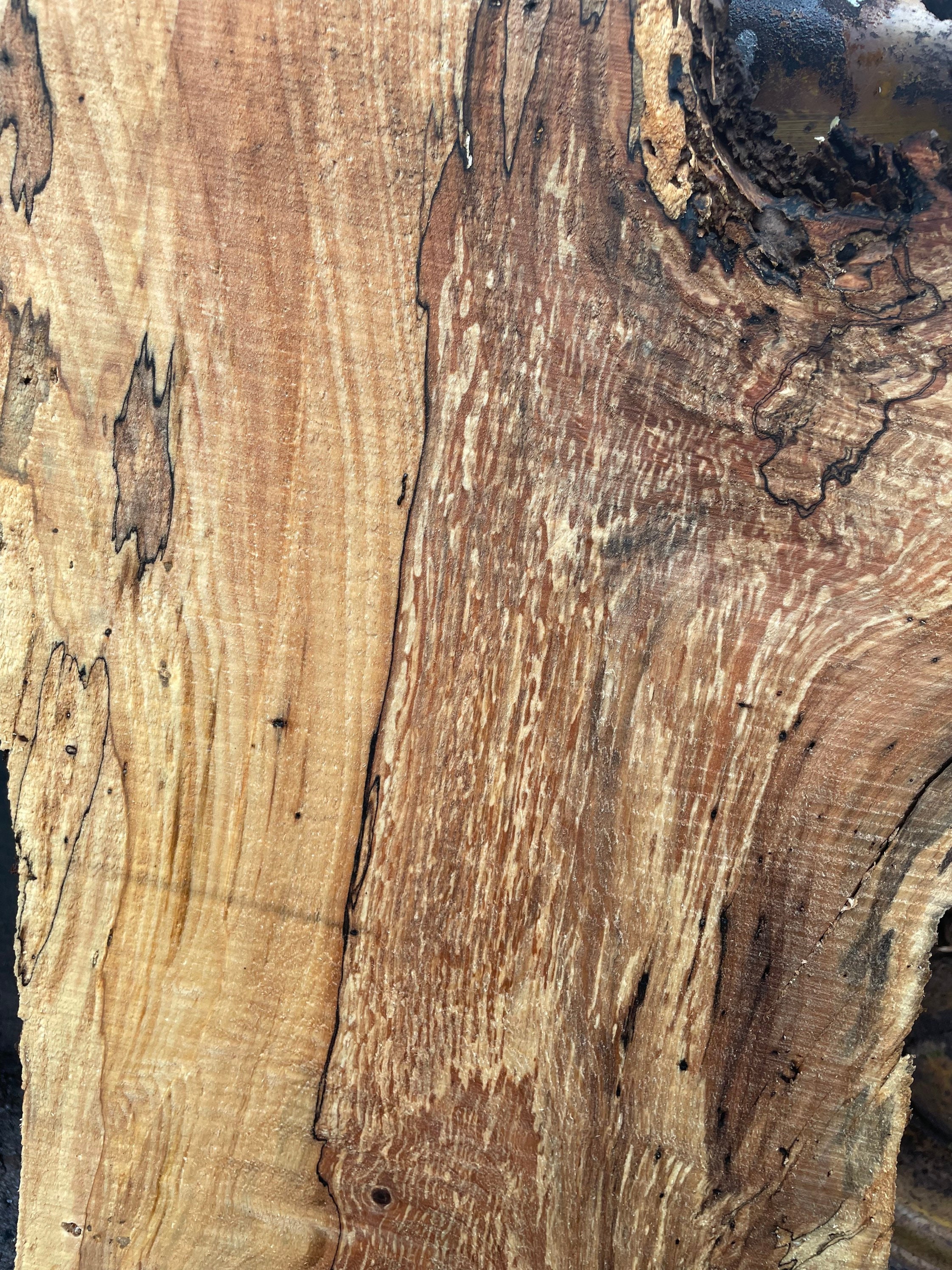 Spalted Maple Slab #1364 - Etsy