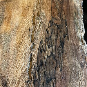 Spalted Maple Slab #1713 - Etsy