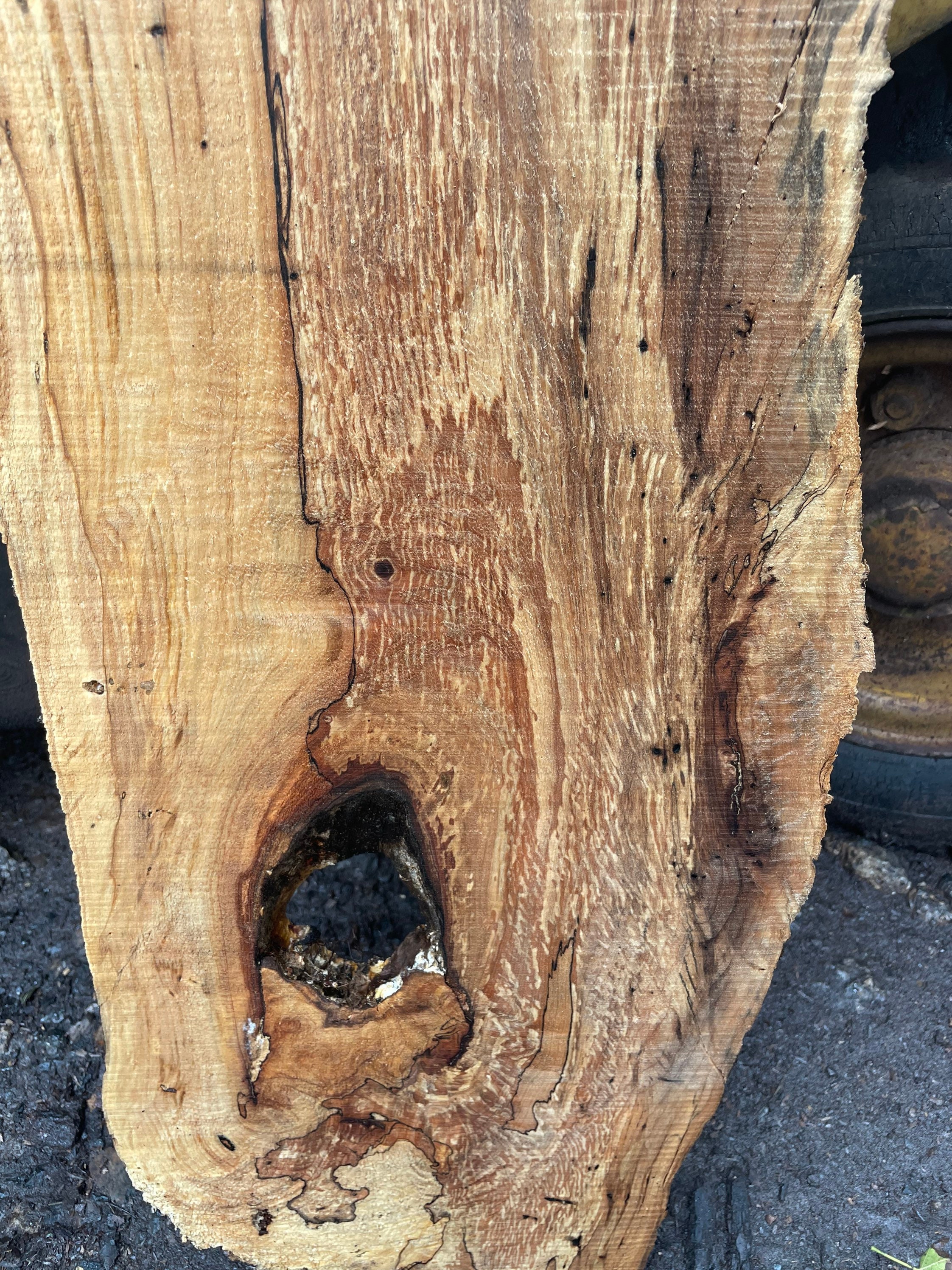 Spalted Maple Slab #1364 - Etsy