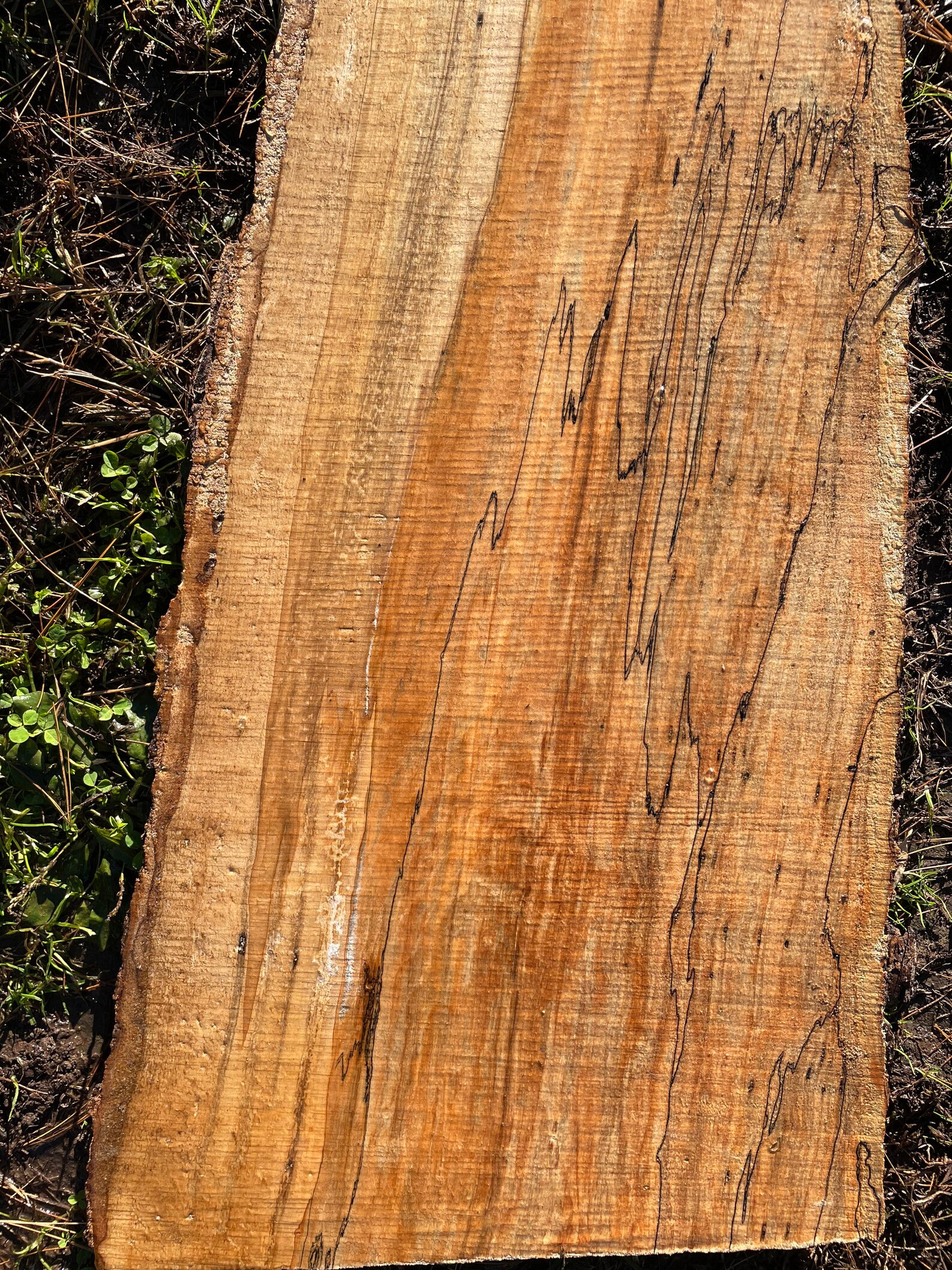 Spalted Maple Slab 1198 - Etsy