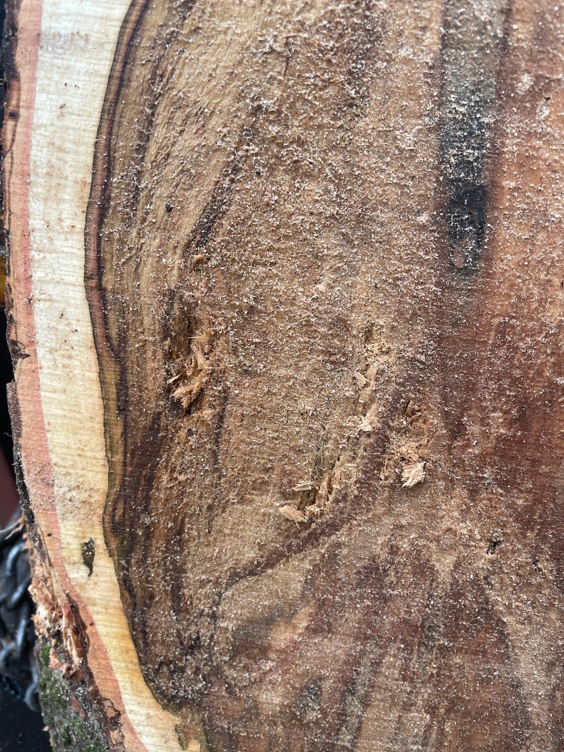 Ambrosia wormy Soft Maple Slab 1234 - Etsy