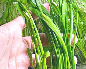 Micro Sword Mat - Etsy