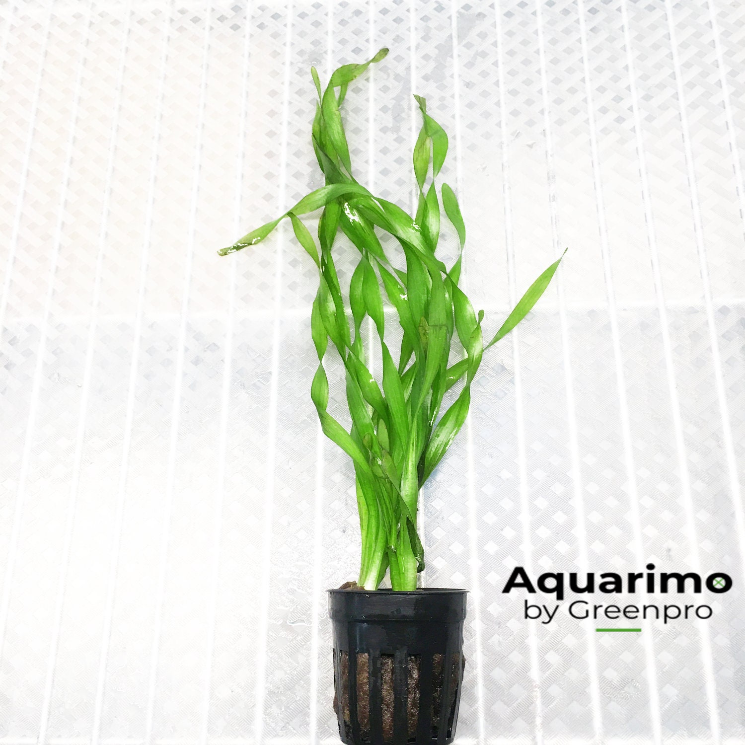 Corkscrew Vallisneria