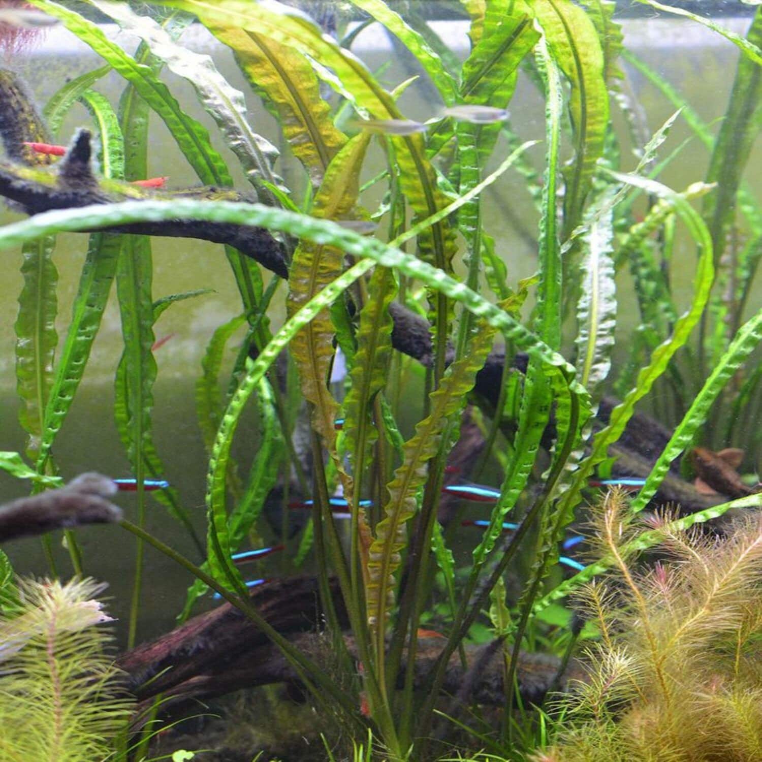Cryptocoryne Retrospiralis