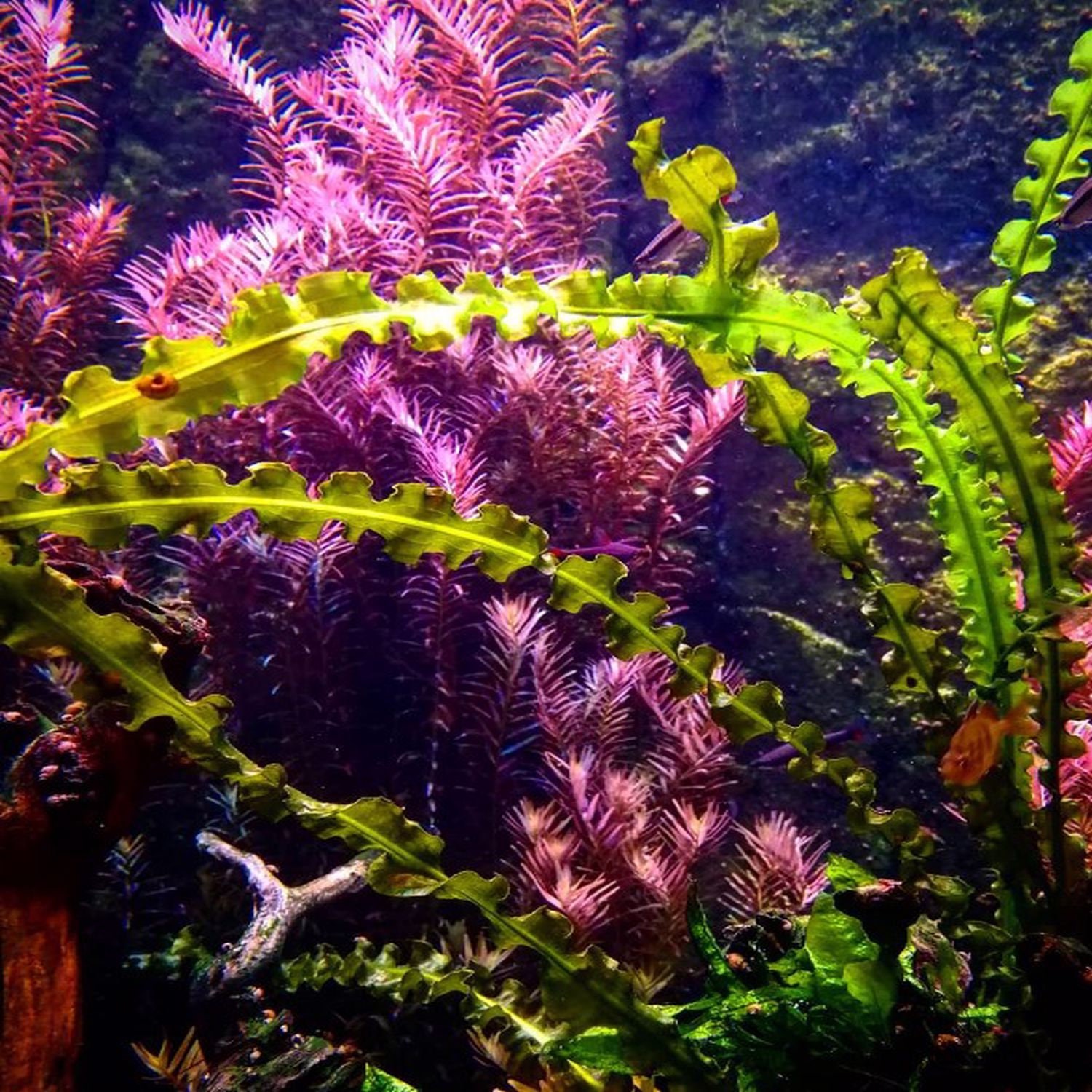 Aponogeton Crispus Red