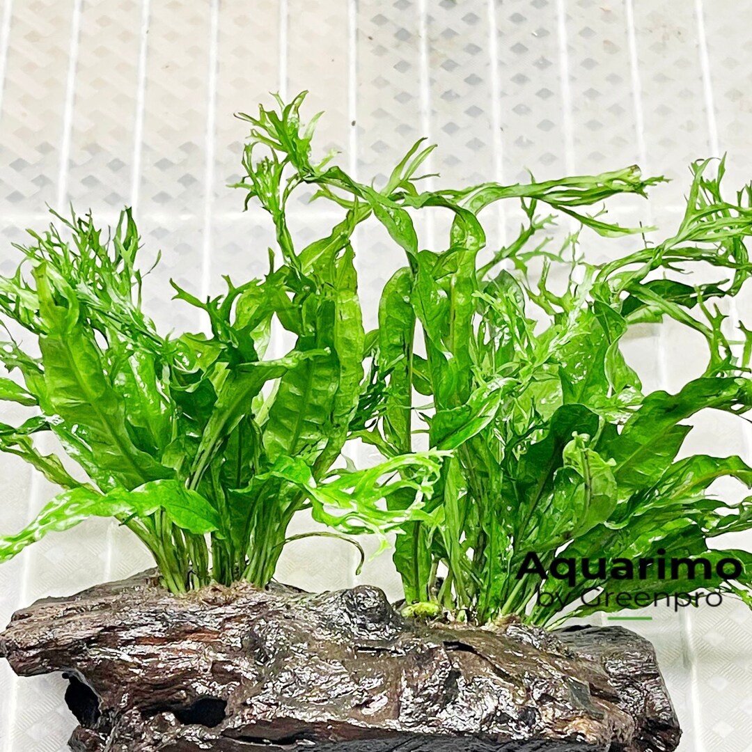 Java Fern Windelov on Driftwood Lace Microsorum Pteropus - Etsy