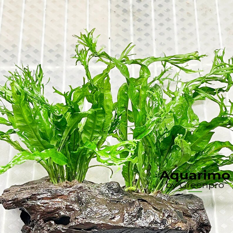 Java Fern Windelov on Driftwood Lace Microsorum Pteropus | Etsy