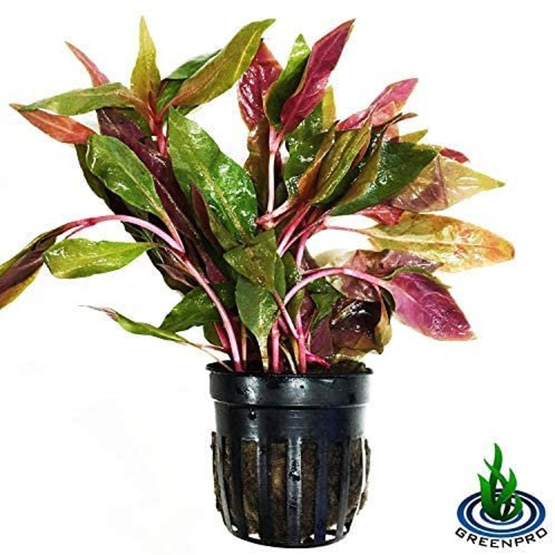 Alternanthera Rosaefolia Potted Live Aquarium Plants Super Red - Etsy UK