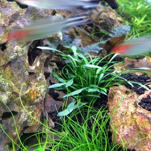 Greenpro Cryptocoryne Parva Foreground Live Potted Aquatic - Etsy