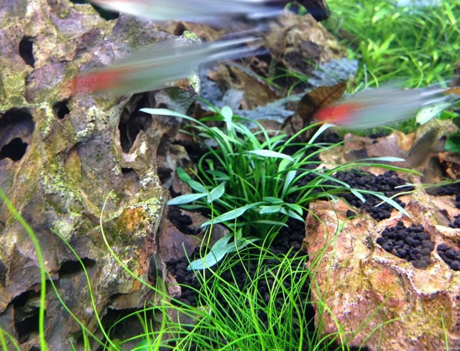 Greenpro Cryptocoryne Parva Foreground Live Potted Aquatic | Etsy