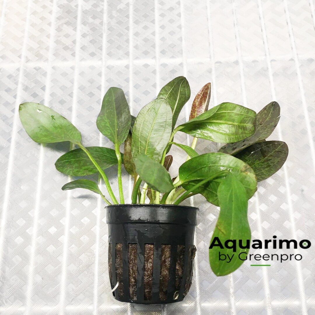 Amazon Sword Red Flame Potted Freshwater Aquarium Live Plant - Etsy