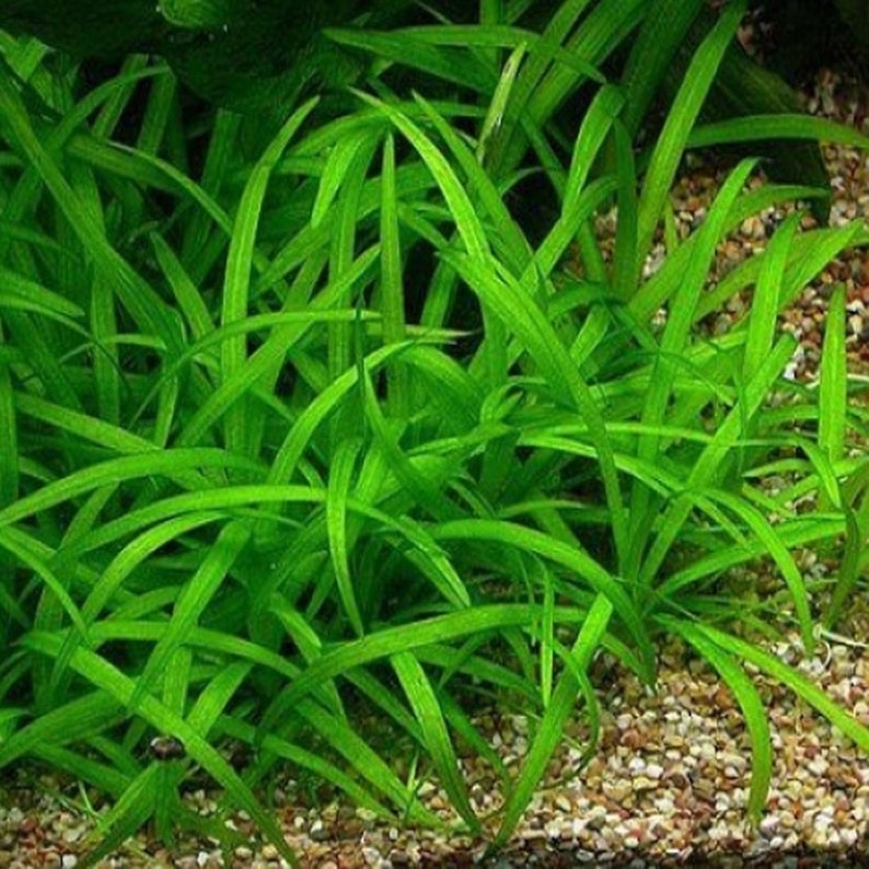 Greenpro Helanthium Tenellus Green Live Aquarium Plants - Etsy