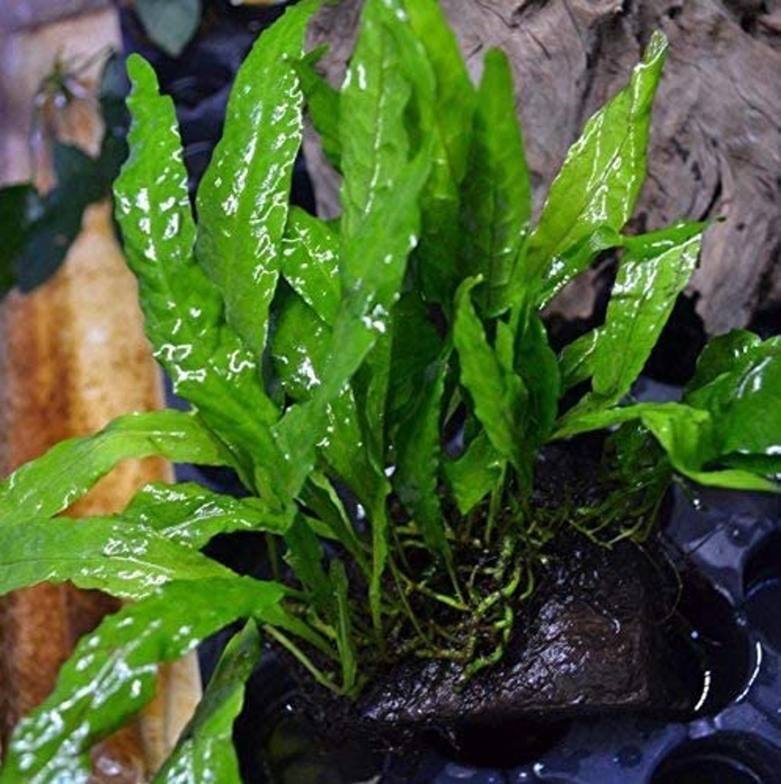 Greenpro Java Fern on Driftwood Small Size Live Aquarium - Etsy