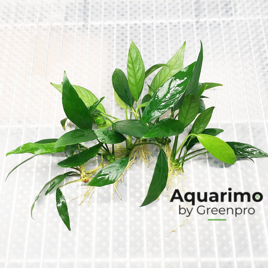 Anubias Minima 6 Loose Tropical Freshwater Aquarium Live Plant - Etsy