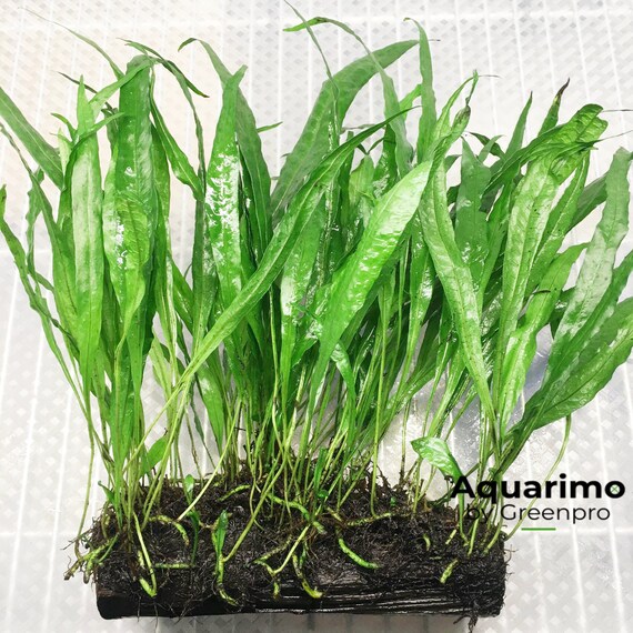Java Fern Aquarium
