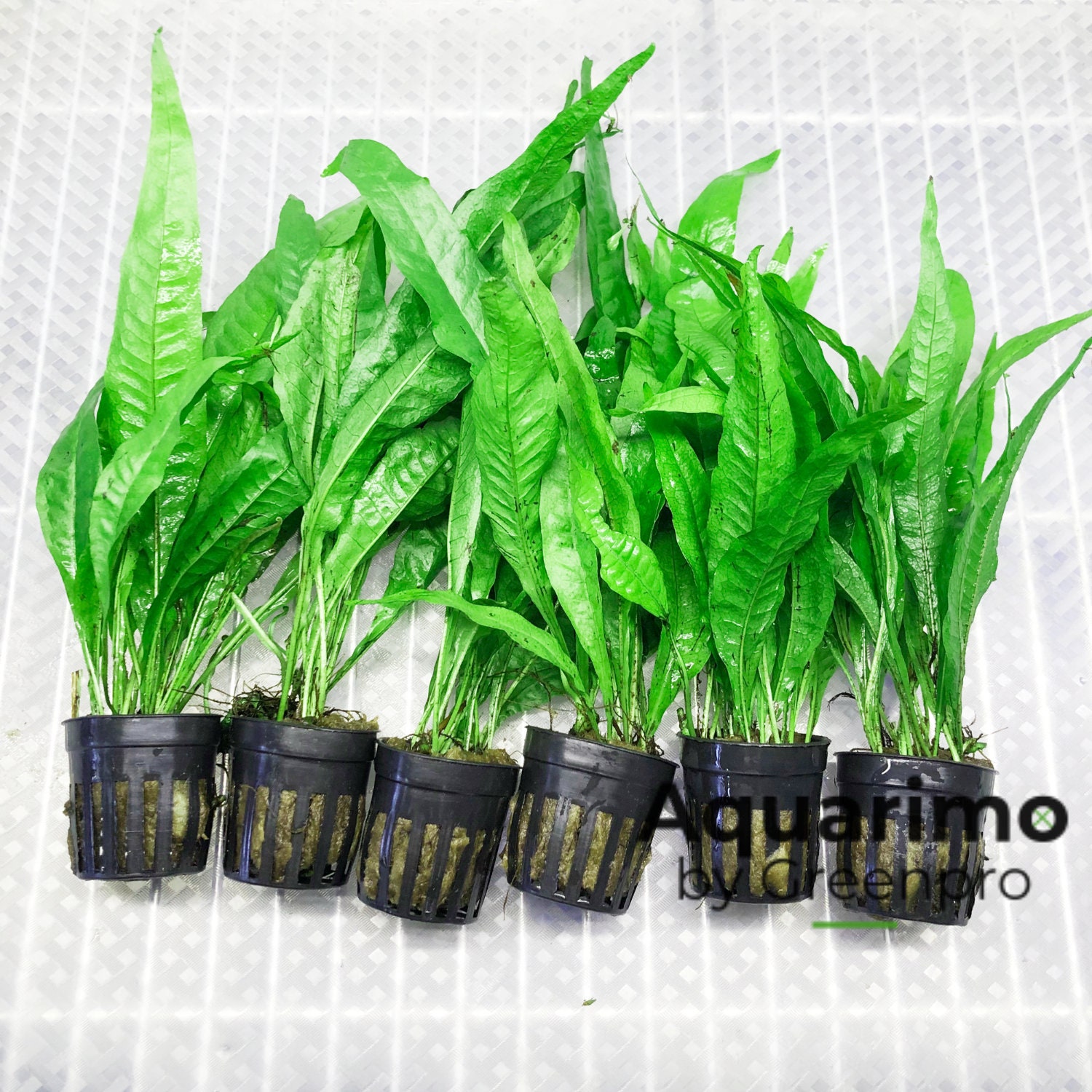 Java Fern 6 Pots Microsorum Pteropus Freshwater Aquarium Plant | Etsy