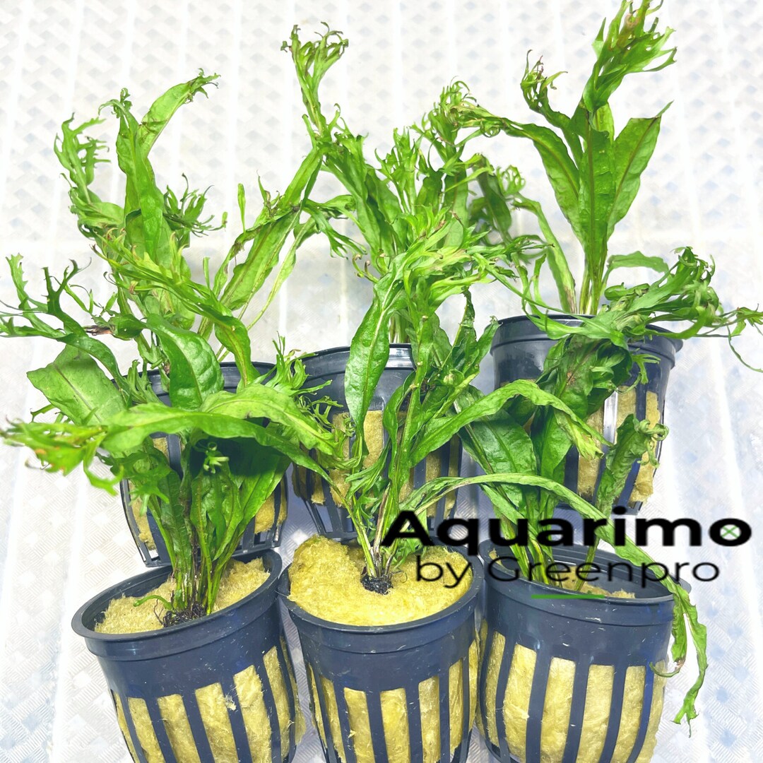 6 Pack Java Fern Microsorum Windelov Lacy US Farm Potteds Live Aquarium ...