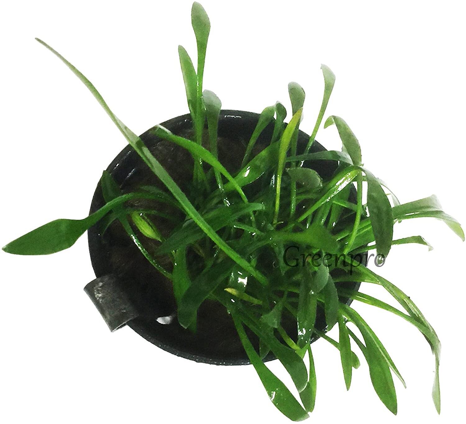 Greenpro Cryptocoryne Parva Foreground Live Potted Aquatic - Etsy