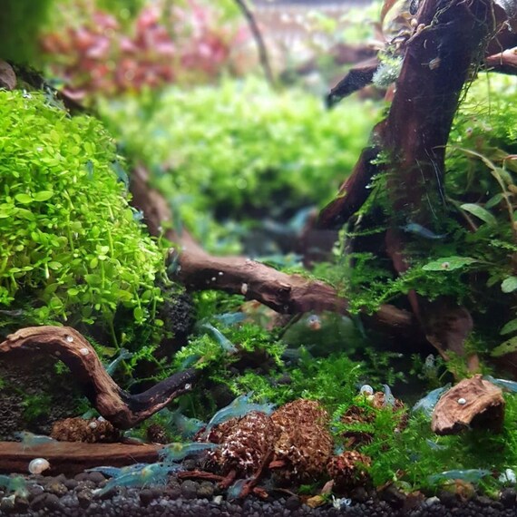 Carpet Moss Aquarium