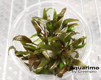 Red Crypt Plant - Etsy