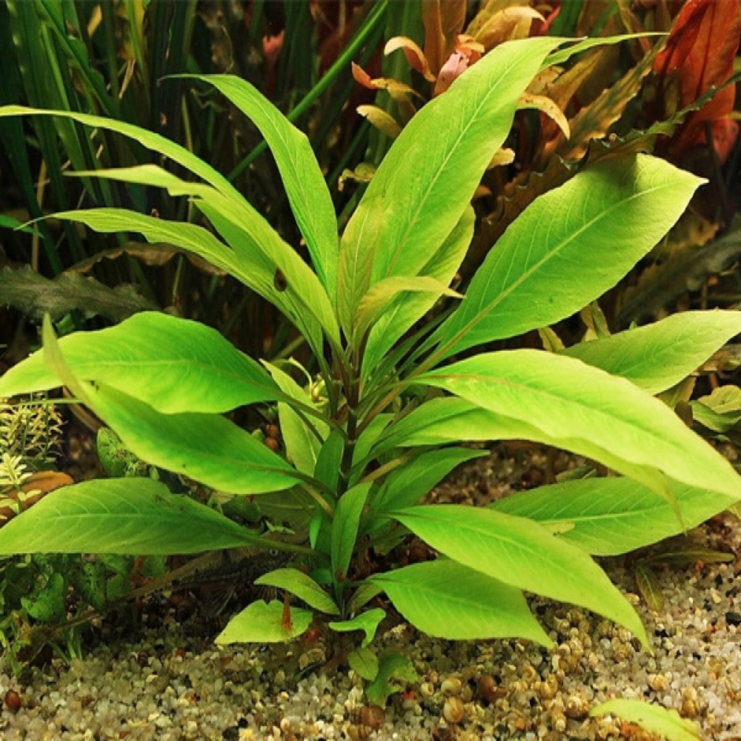 Hygrophila Corymbosa Bundle Freshwater Live Aquarium Plant - Etsy