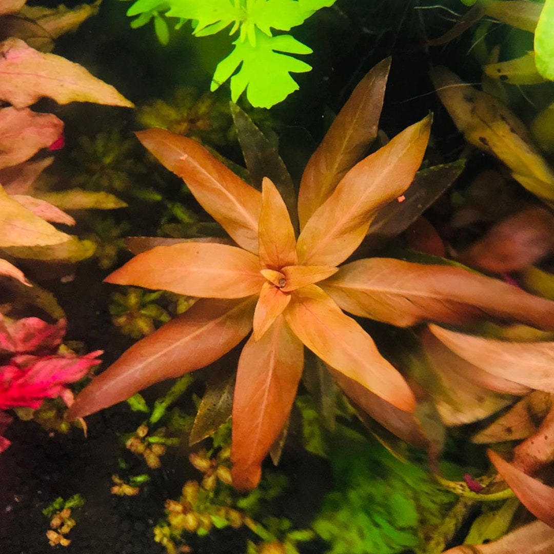 Ludwigia Peruensis Glandulosa Tissue Culture Live Aquatic - Etsy
